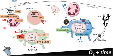 Working Model Of Phagocyte Immunometabolism After Myocardial Infarction