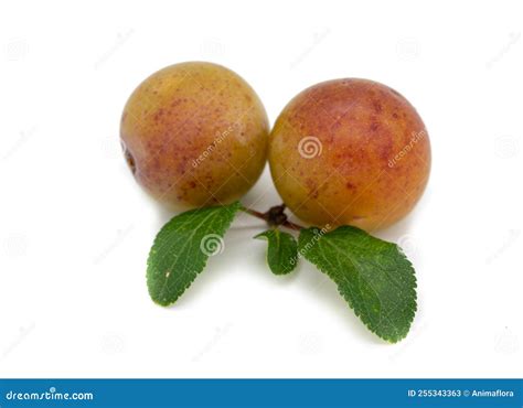 Mirabelle Plum Isolated On White Background Stock Image Image Of