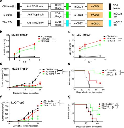 Cd27 Signal Enhances Murine T2 Car T Cells Antitumor Activity A
