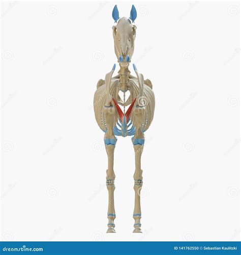 Subclavius Stock Illustration Illustration Of Artwork 141762550