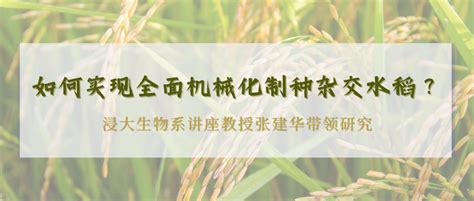 如何实现全面机械化制种杂交水稻？ 知乎