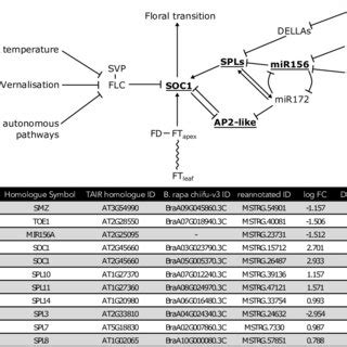 FT Expression In Sarisha 14 Leaf Is Not Sufficiently Early Relative To