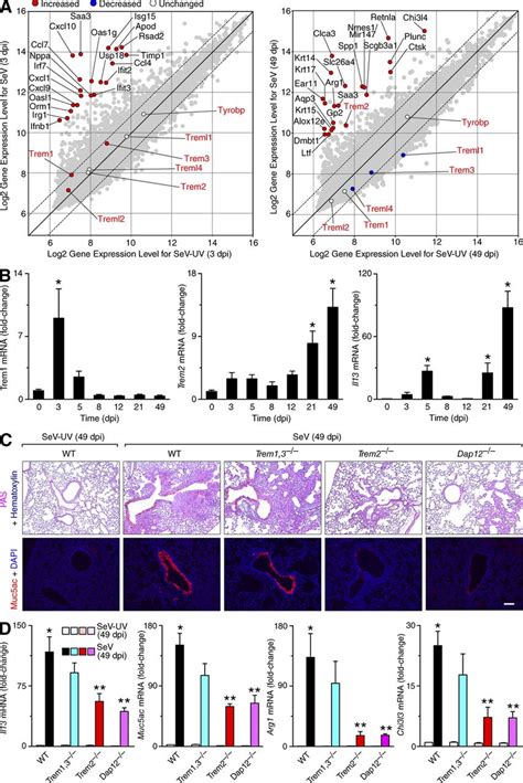 Induction And Function Of Trem2 Gene Expression During Postviral Lung