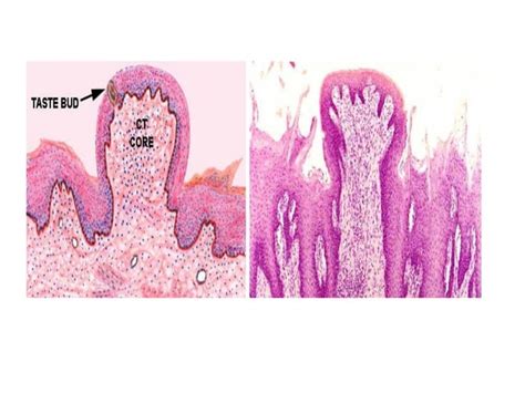 Histology Of Digestive System Histology 1 Ppt