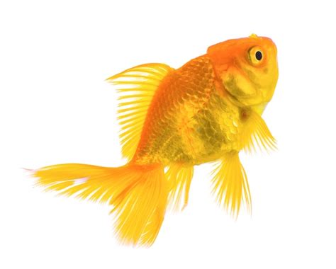 Peixe Dourado Isolado No Fundo Branco Foto Premium