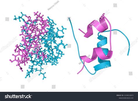 Crystal Structure Molecular Model Human Insulin Stock Illustration