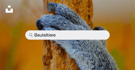 Bilder Zum Thema Beuteltiere Kostenlose Bilder Auf Unsplash Herunterladen