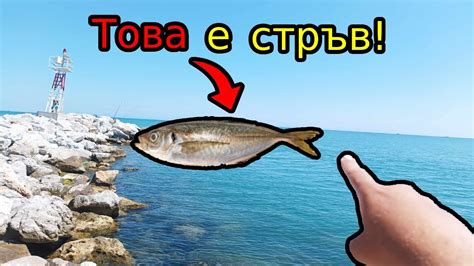 ОГРОМНИ МОРСКИ ЗВЕРОВЕ Как да направим ДЪНЕН МОНТАЖ за ЕДРИ ХИЩНИЦИ