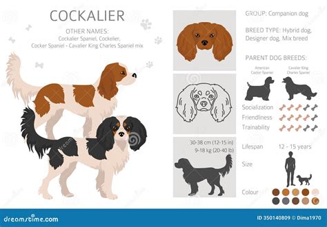 Cockalier Clipart Cocker Spaniel Cavalier King Charles Spaniel Mix