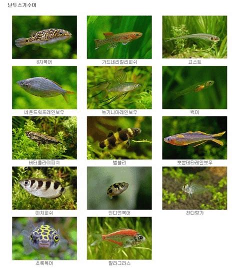열대어 종류 열대어 사진보기 네이버 블로그