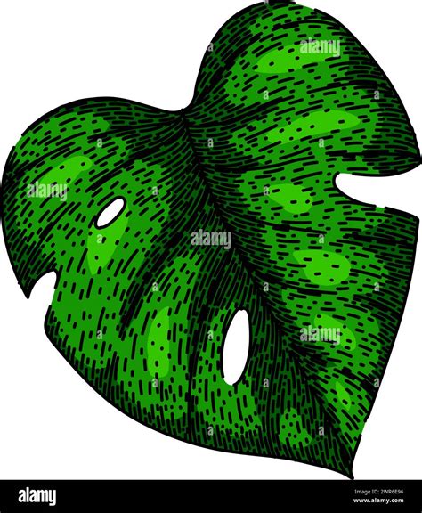 Outline Monstera Leaf Sketch Hand Drawn Vector Stock Vector Image And Art