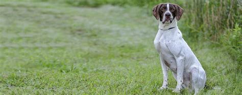 Top Activities For Pointers Wag