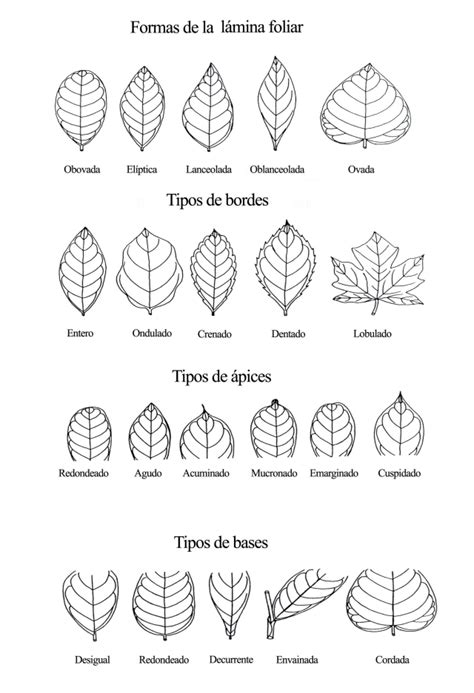Clasificacion De Las Hojas Para Colorear Imagui