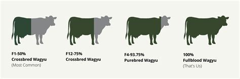 About Wagyu Faq Vermont Wagyu