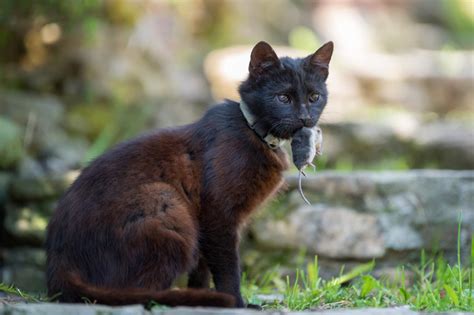 Gatos Cazadores Adiestramiento Felino Magazin De Zooplus