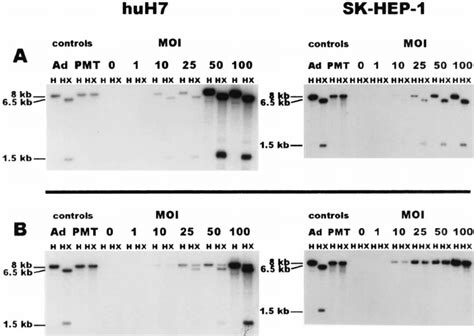 In Vitro Adenovirus Vector Replication Assay Of Liver Derived Cell