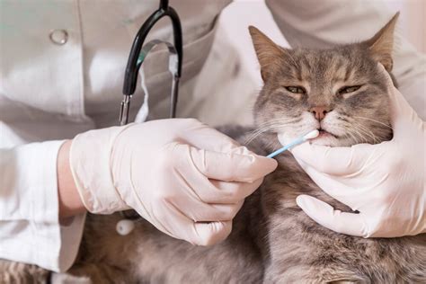 How Accurate Is Cat Dna Testing Vet Reviewed Facts And Faq Hepper