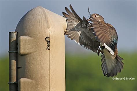 Advice For Preparing Artificial Nesting Structures For Spring