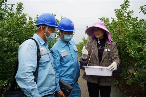 优质电力来服务，“小蓝莓”撑起“大产业” 点燃群众增收致富“新引擎”澄江种植供电