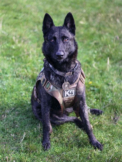 K9 Training Valhallk9