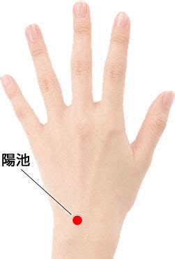 手の甲のツボ陽池 ようち 健康マトリックス