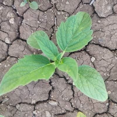 Crop And Weed Detection Dataset Ninja