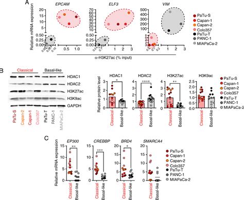 Figure 2 From Altered Histone Acetylation Patterns In Pancreatic Cancer Cell Lines Induce