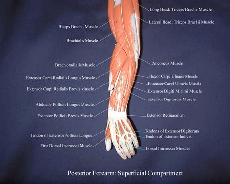 Anterior Muscles Of The Body Labeled Forearm Flexor M