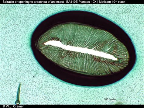 Motic Europe Blog How Insects Breath