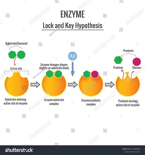 Substrat Block Over 303 Royalty Free Licensable Stock Illustrations And Drawings Shutterstock