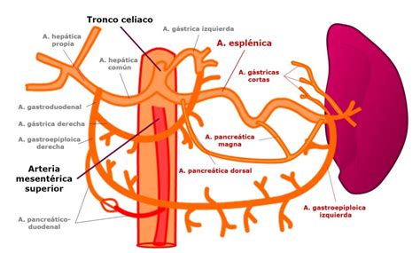Tronco celiaco Descubre su importancia y las áreas que irriga