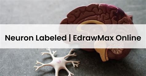 A Guide To Understand Neuron With Neuron Diagram Edrawmax Online