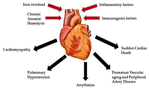 Thalassemia Blood Disorder