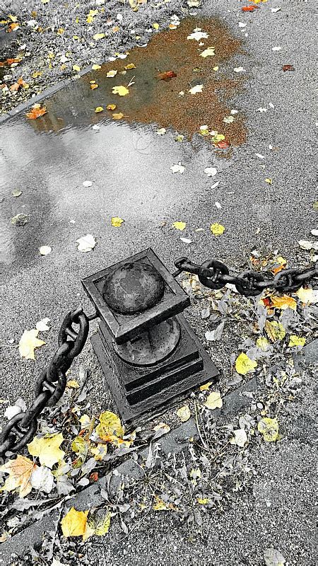 秋天树上的黄叶