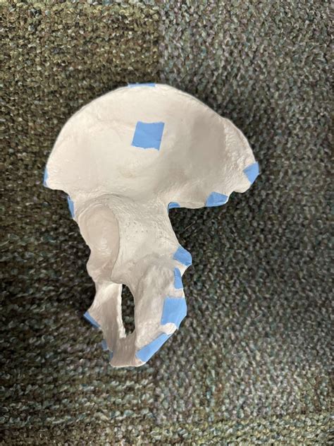 Lateral Pelvis Bone Diagram Quizlet