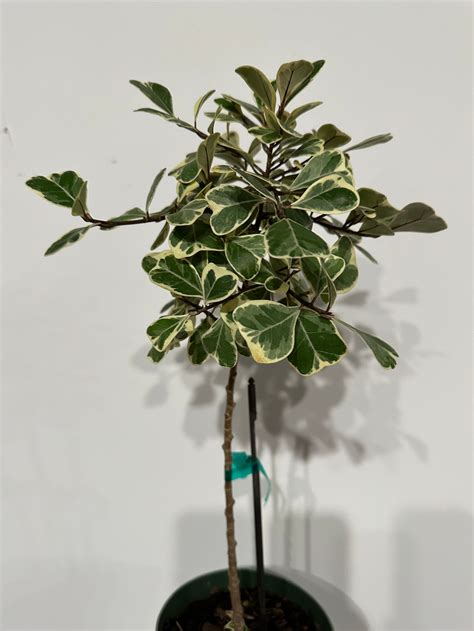 Triangle Fig Fibonacci Plants