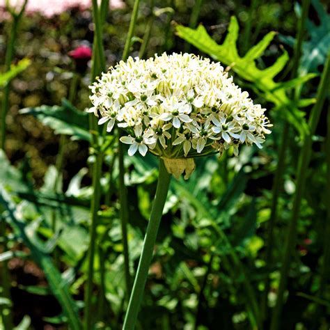 Allium Planting Guide Easy To Grow Bulbs