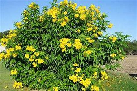 Yellow Esperanza Yellow Bells Tecoma Stans Seeds 50 Etsy