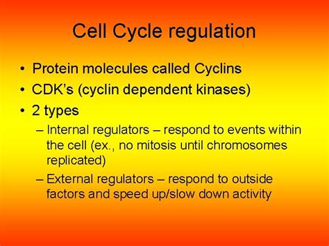 Review Of The Cell Cycle How Big Is