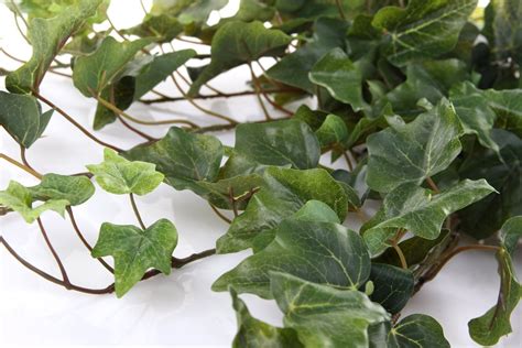 Sztuczna Hedera Bluszcz wiszący pnącze 85 191 liści hydroponika pl