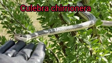 Culebra Chirrionera Sonorense Youtube