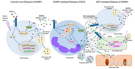 脓毒症相关肺损伤的细胞损伤机制与炎症反应 知乎