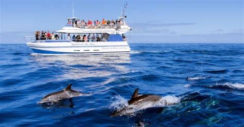 Swim With Dolphins Gran Canaria Love Gran Canaria Shop