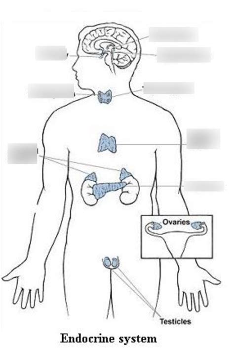 Endocrine System Labeling Diagram Quizlet