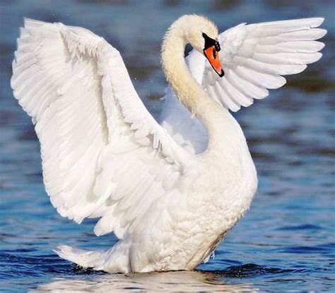 Sarvatobhadra Amsha Rulers Of Shashti Amsha D60 Chart Facebook