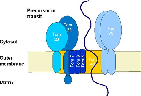 Figure 3 From The Translocase Of The Outer Membrane Of Mitochondria