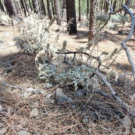 Sideritis Canariensis Plant Care And How To Grow Water