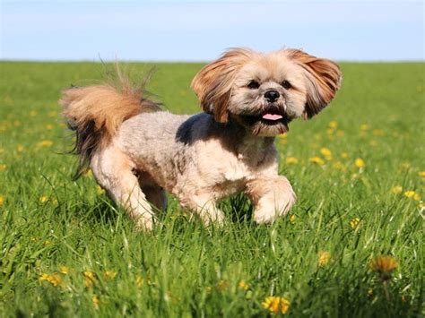 Les Races De Chiens Qui Vivent Le Plus Longtemps