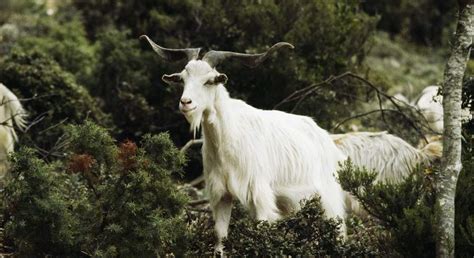 De dónde viene la expresión chivo expiatorio EcoDiario es