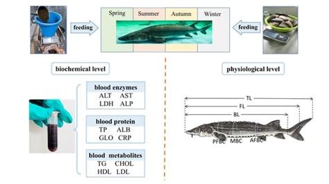 Comparison Of Artificial Feed And Natural Food By The Growth And Blood